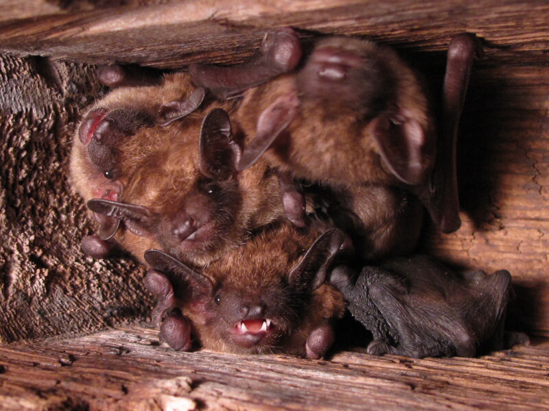 The Joyce Road Neighborhood: Bats in the barn
