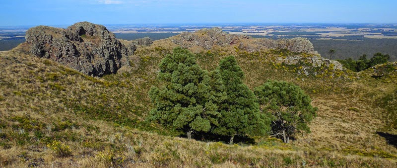 The Conspiracy Times: Koalas And Lava Tubes at Mount Napier State Park