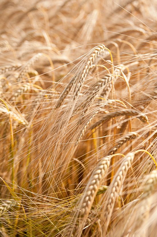 4 HEALTH BENEFITS OF WHEAT - Forever Tip