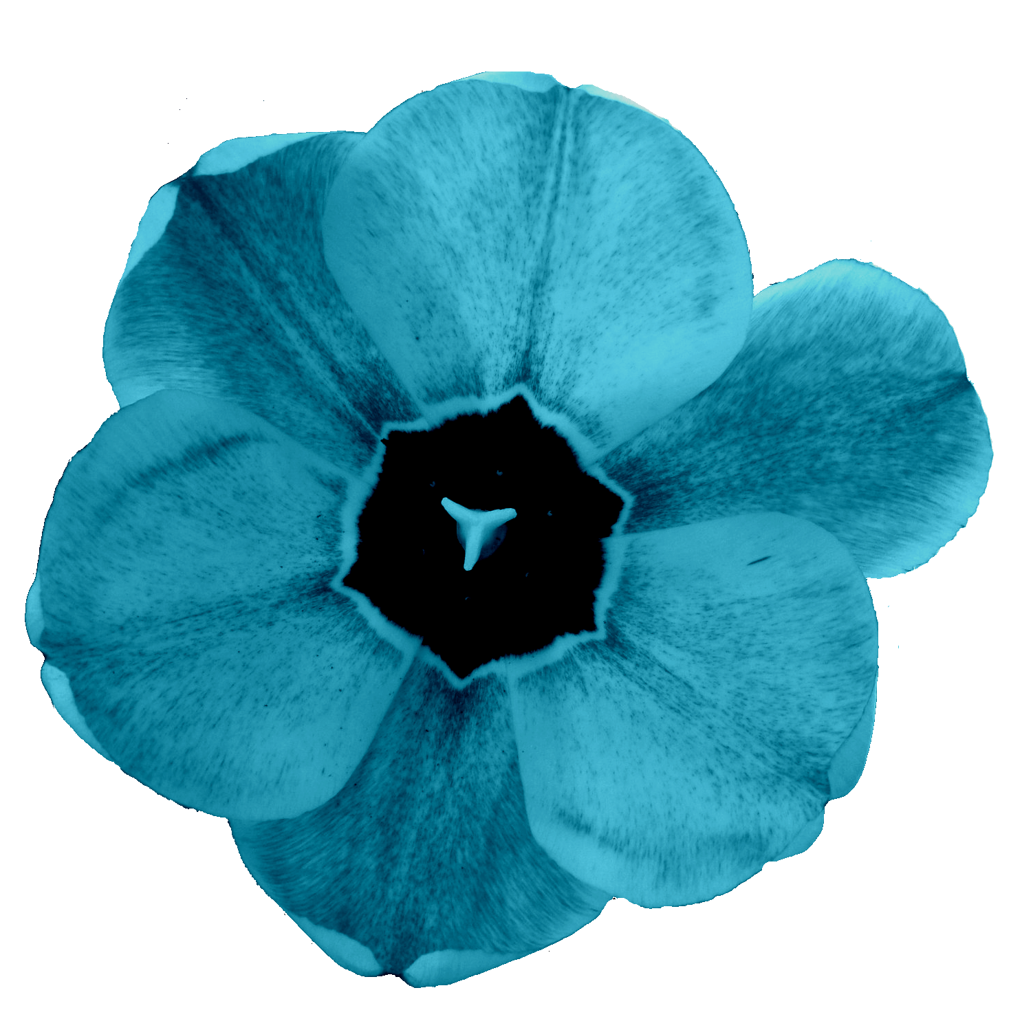 Les Cliparts de Clo: Fleur bleue