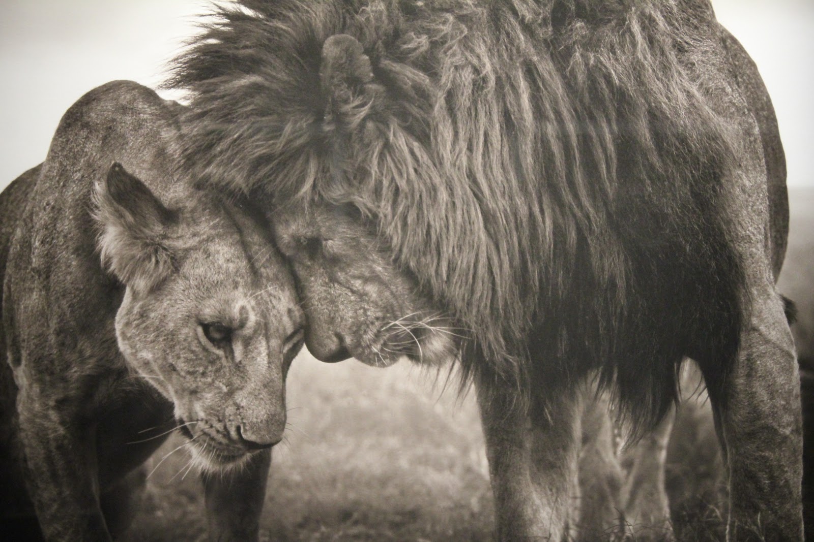 Inside My Frame: Nick Brandt