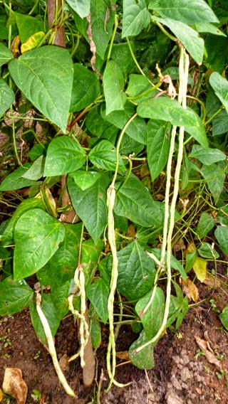 Yardlong Bean - Long Bean - Ma Karal | SL Flora