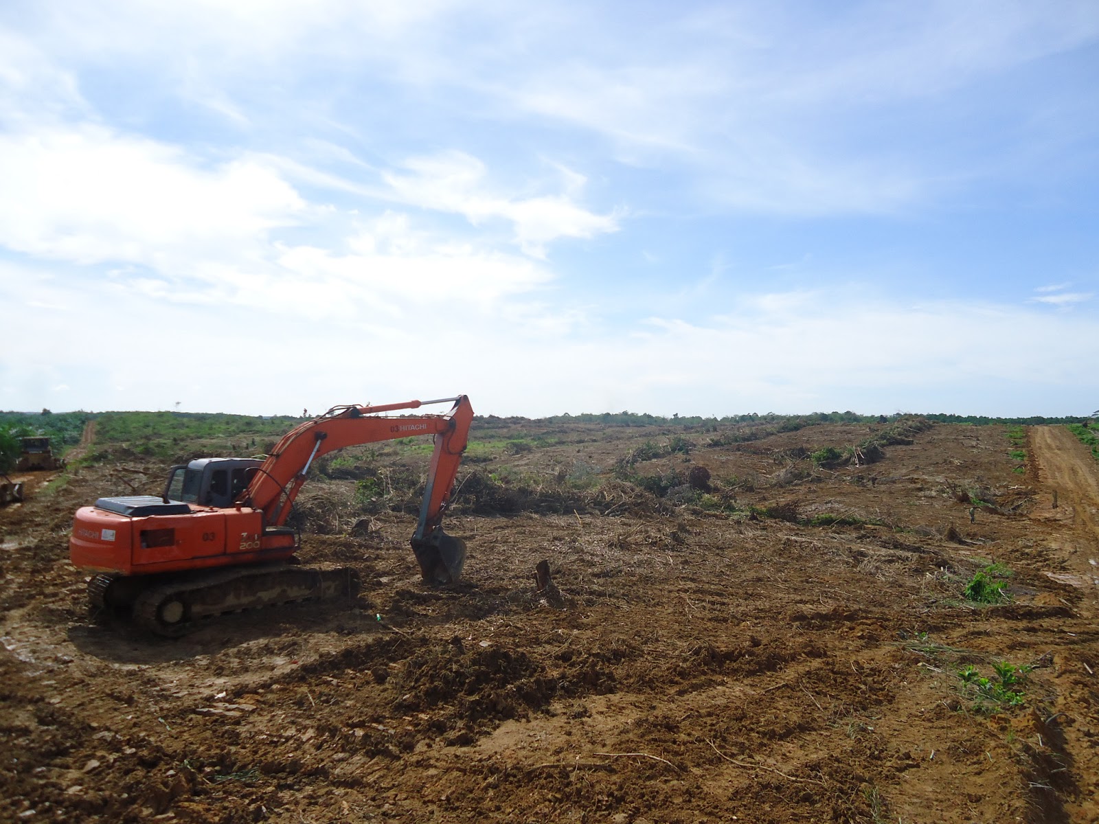 PEMBUKAAN LAHAN SAWIT YANG TEPAT DAN BENAR | PUPUK BUAH SAWIT