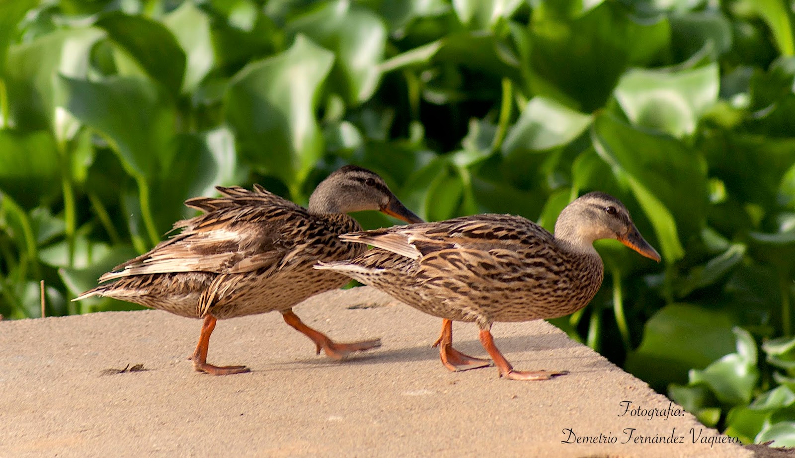 Naturaleza viva- Erizo, galápagos leprosos, patos (Estampas naturales ...