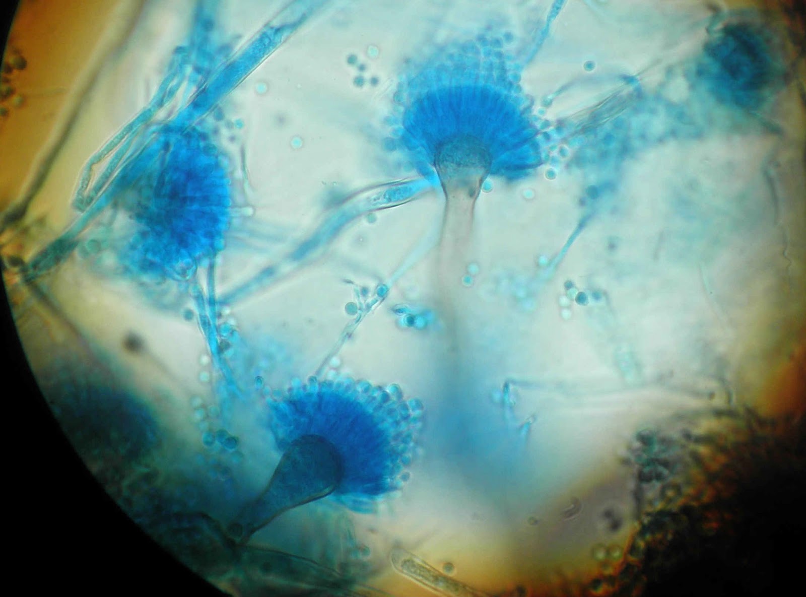 ATLAS MICOLOGIA: ASPERGILLUS NIDULANS