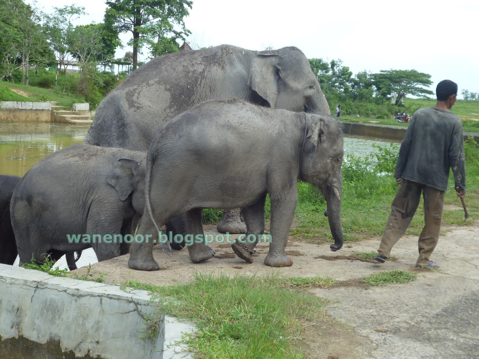 Asiknya Melihat TIngkah dan Prilaku Gajah Di Way Kambas