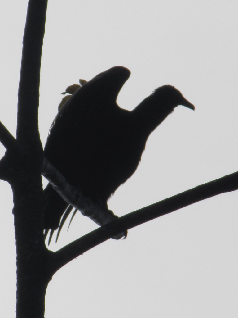 uwak - philippin news collections