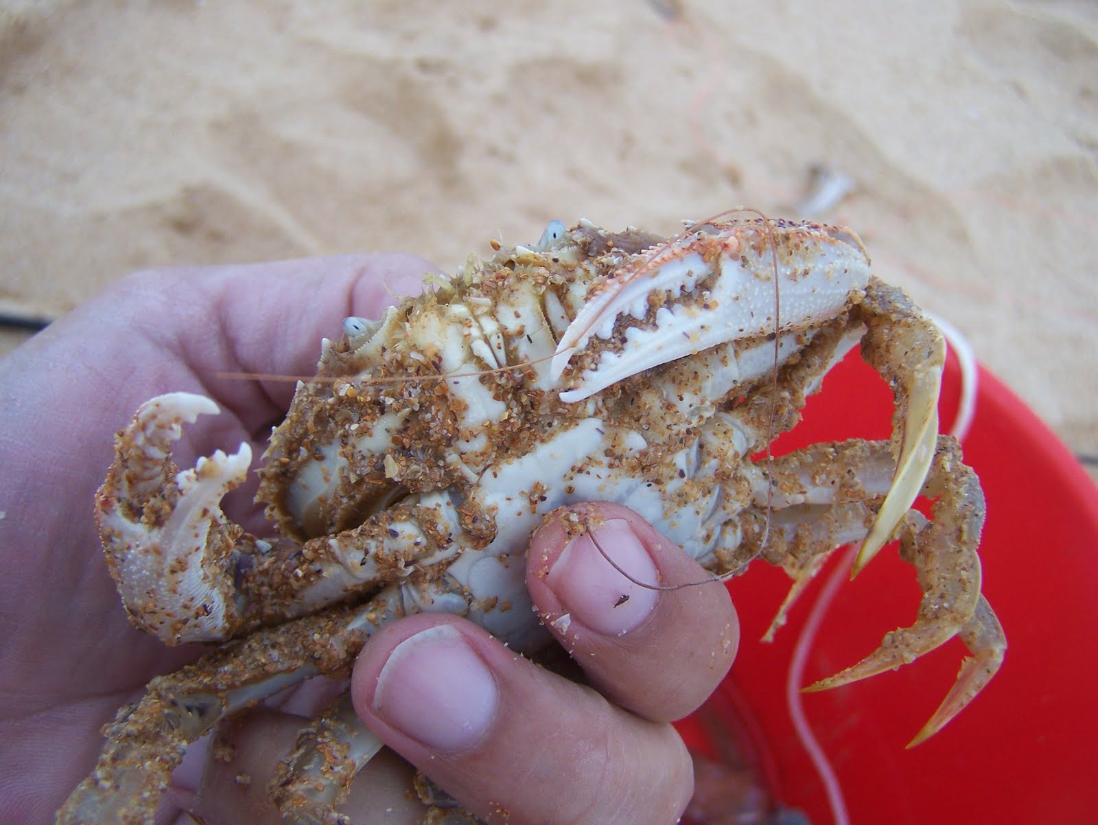 Little Australia: Surf Fishing: Flathead and Mystery Crab