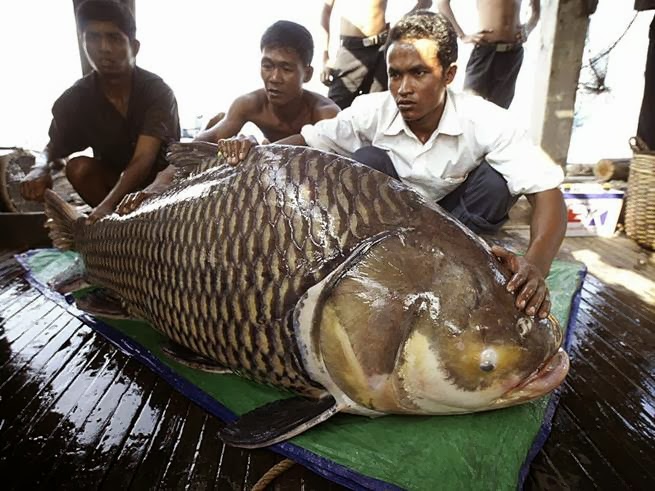 LOUNGE INSIGHT: 8 Ikan raksasa Air tawar - 8 Giant Freshwater Fish