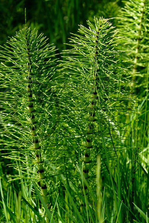 Preslica, poljska preslica, rastavić (equisetum arvence l) - Prirodno ...