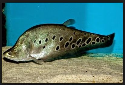 Klasifikasi Ikan Belida (Notopterus chitala H.B.) | I S I K