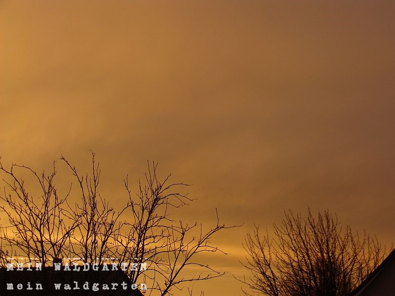 © Mein Waldgarten: Golden February Morning