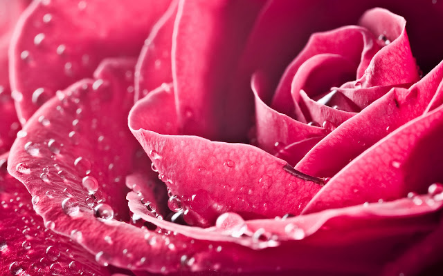 Wallpaper closeup foto van roze roos