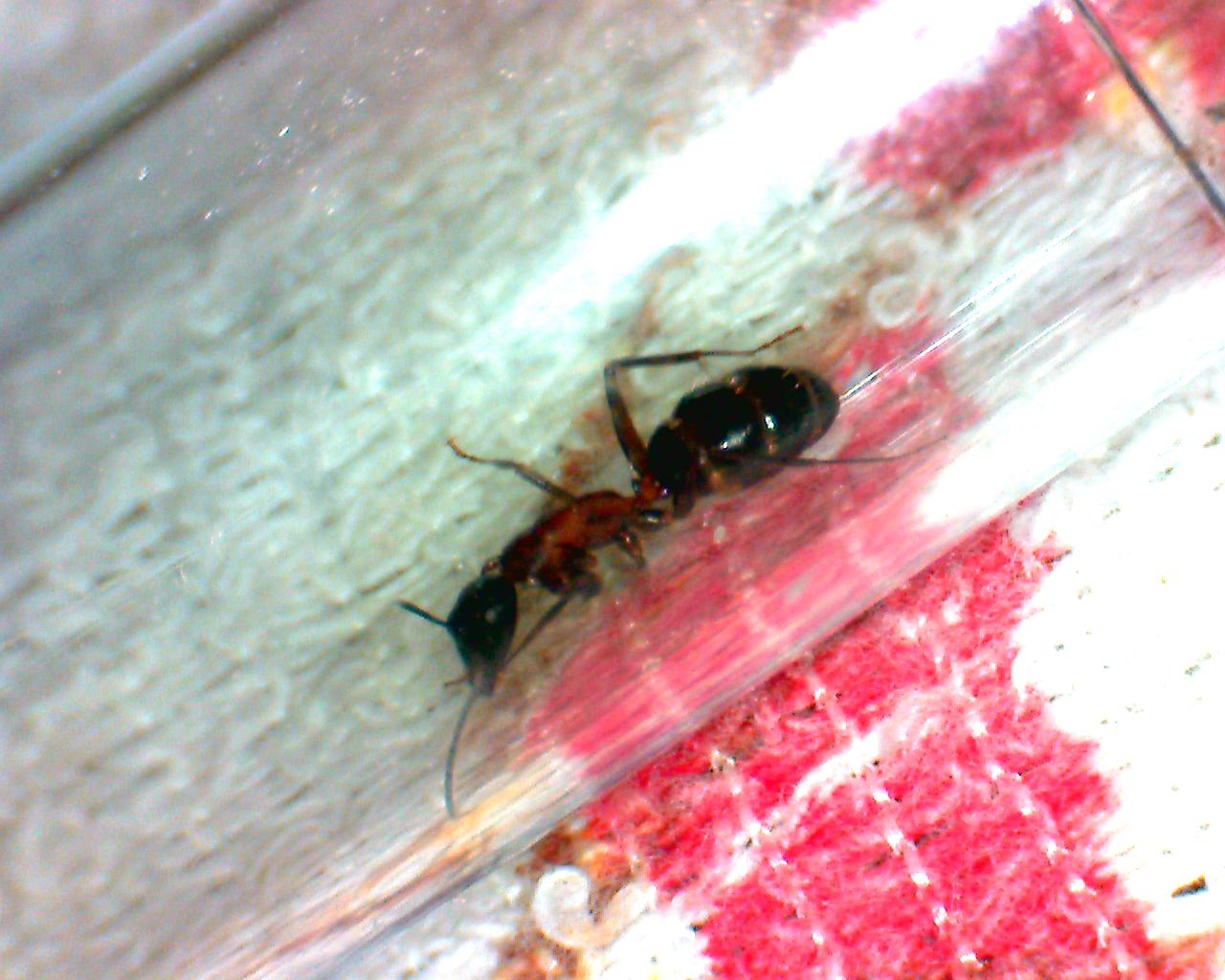 Adoro Formigas: Camponotus Ligniperda - Nasceram mais 2 operárias