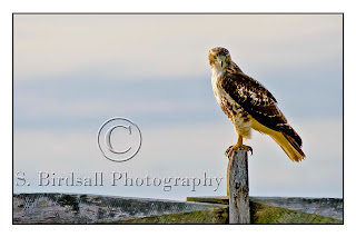 S. Birdsall Photography: Oh POOP, Did You See That Hawk?