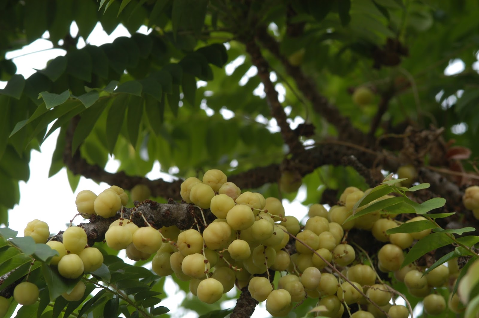 Plant World: Phyllanthus acidus