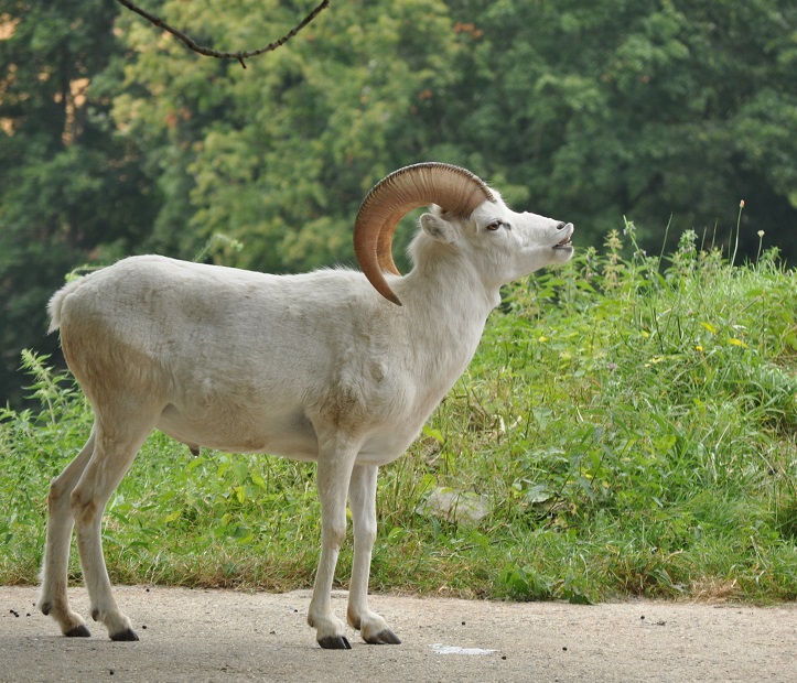 ZOOTOGRAFIANDO (6.100 ANIMALS): CARNERO DE DALL / DALL´S SHEEP (Ovis dalli)
