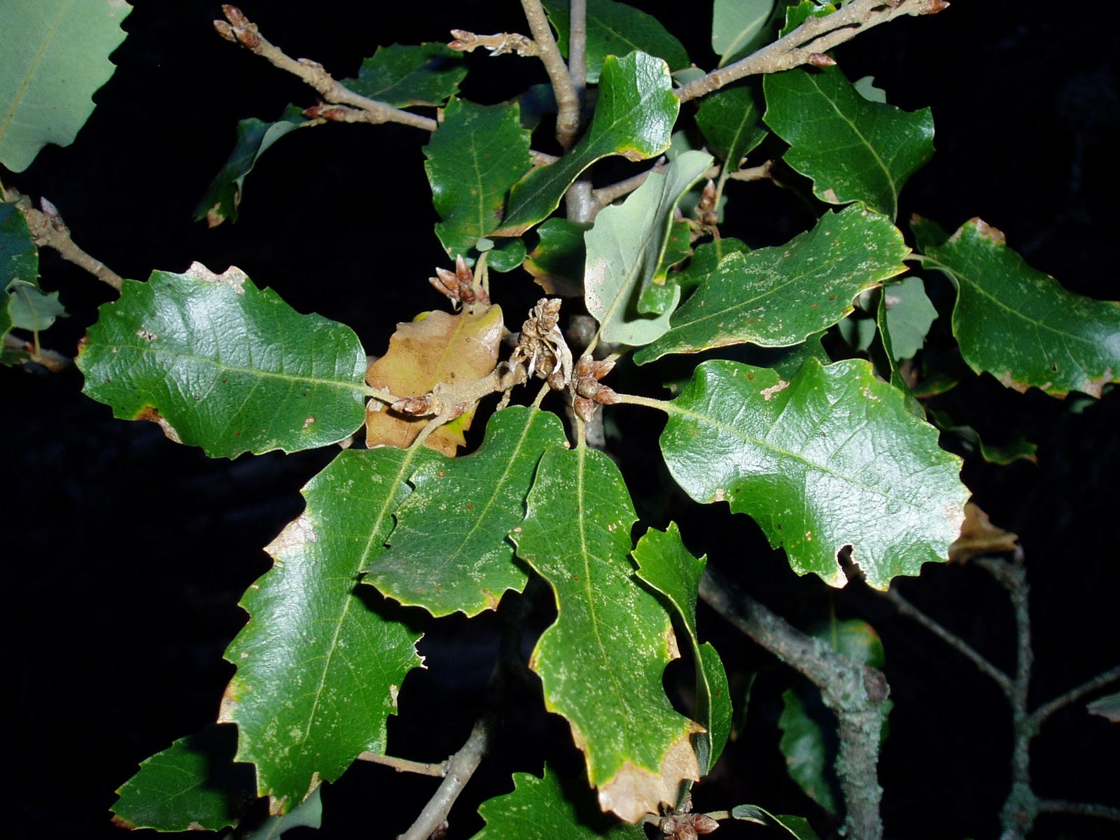 QUEJIGO: Quercus faginea | Plantas rioMoros