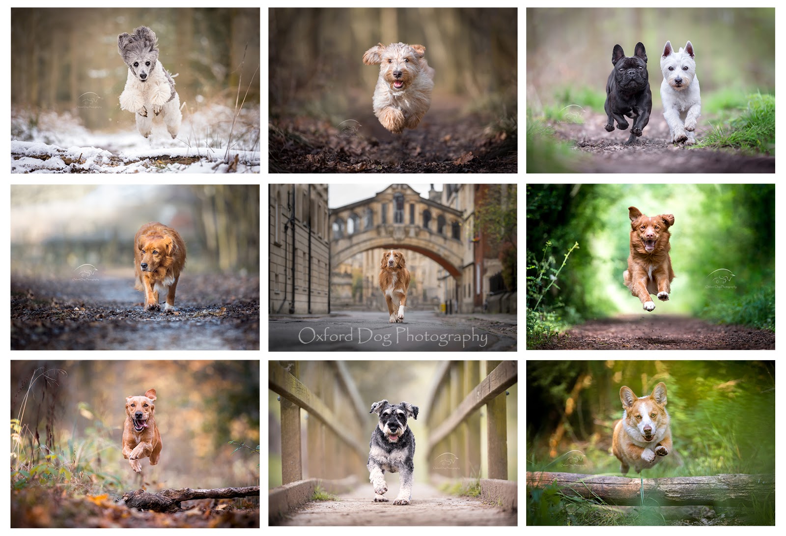 How Do You Photograph A Dog In Motion