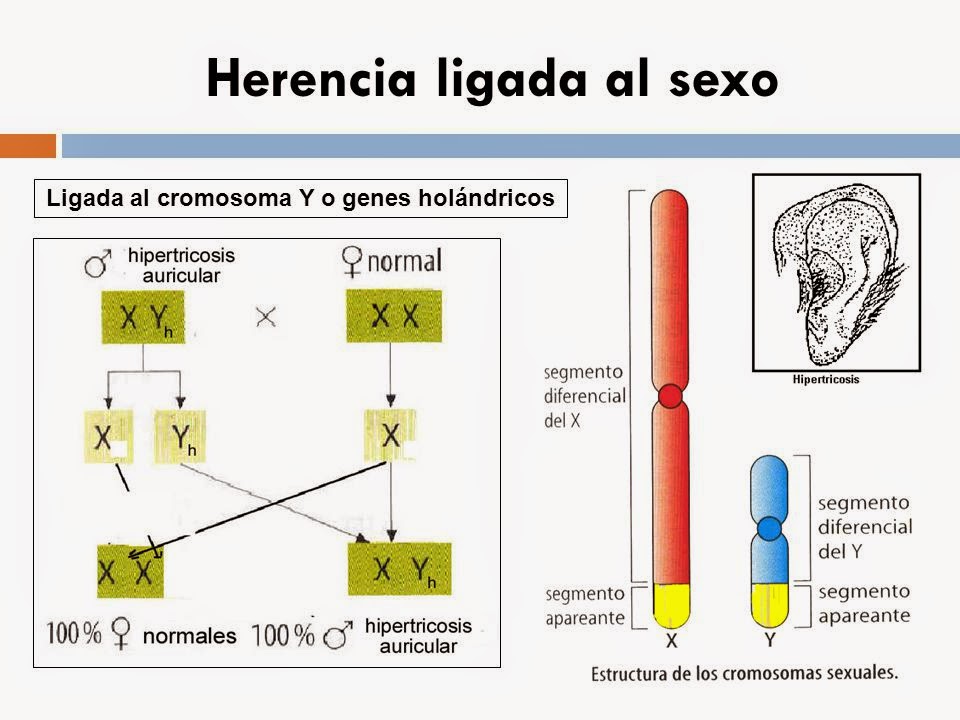 aulabiogeotoni: 4º ESO. TEMA 11. HERENCIA GENÉTICA