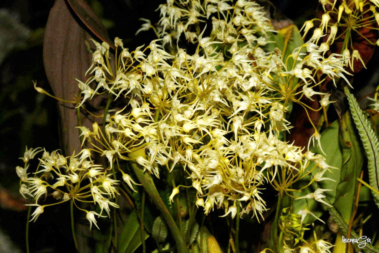 Wild orchids in sumatra: Bulbophyllum romburghii J.J.Sm., 1907