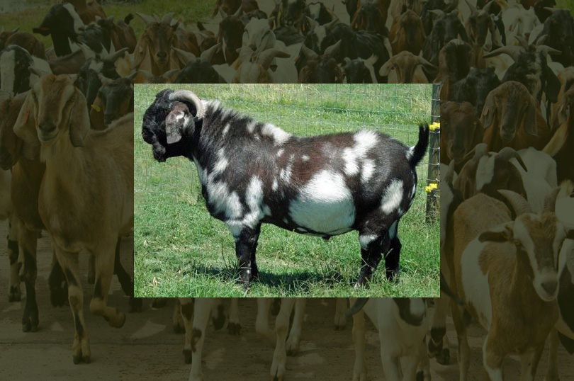 Buck for Bakra Eid (Bakri Id) Qurbani 2016 ~ Buy Goats or Buck for ...