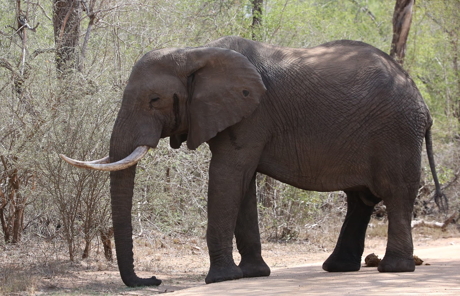 Worldbirder: Kruger in December