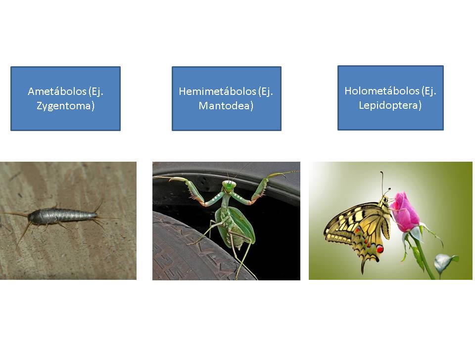 Metamorfosis e implicaciones evolutivas