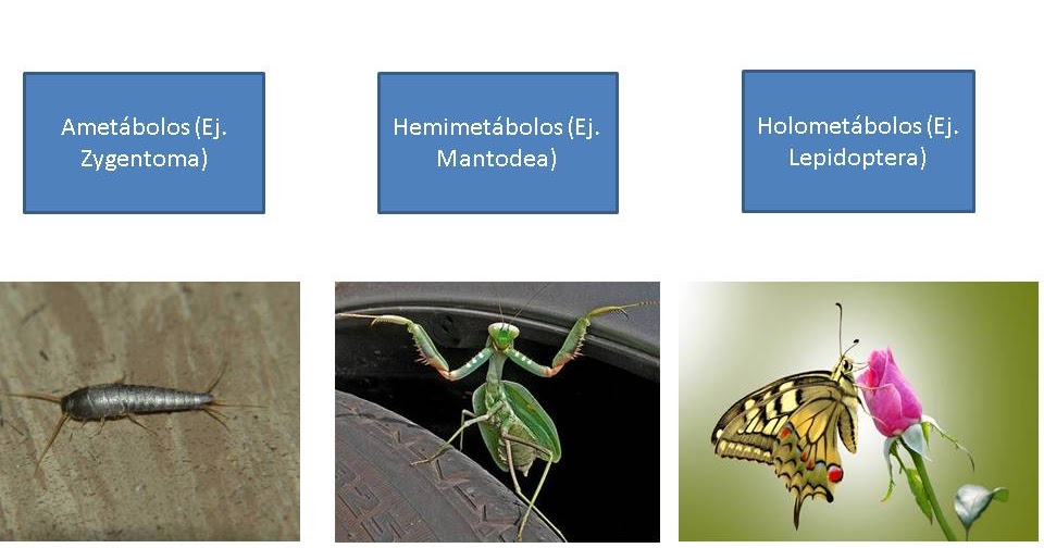 Metamorfosis e implicaciones evolutivas