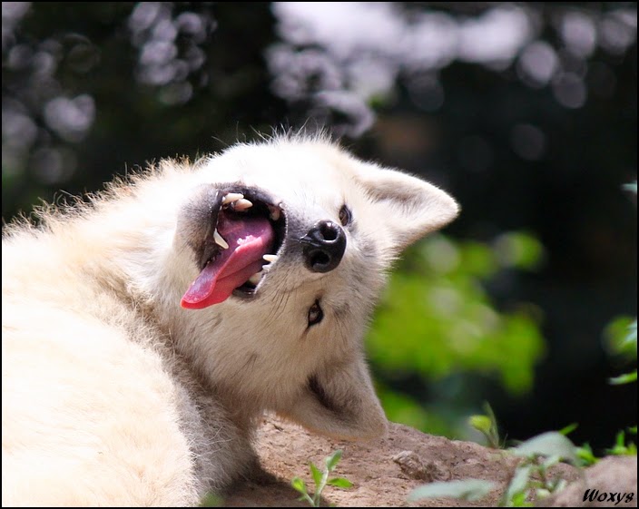 White Wolf : 14 Funny Wolf Pictures That Will Put A Smile On Your Face