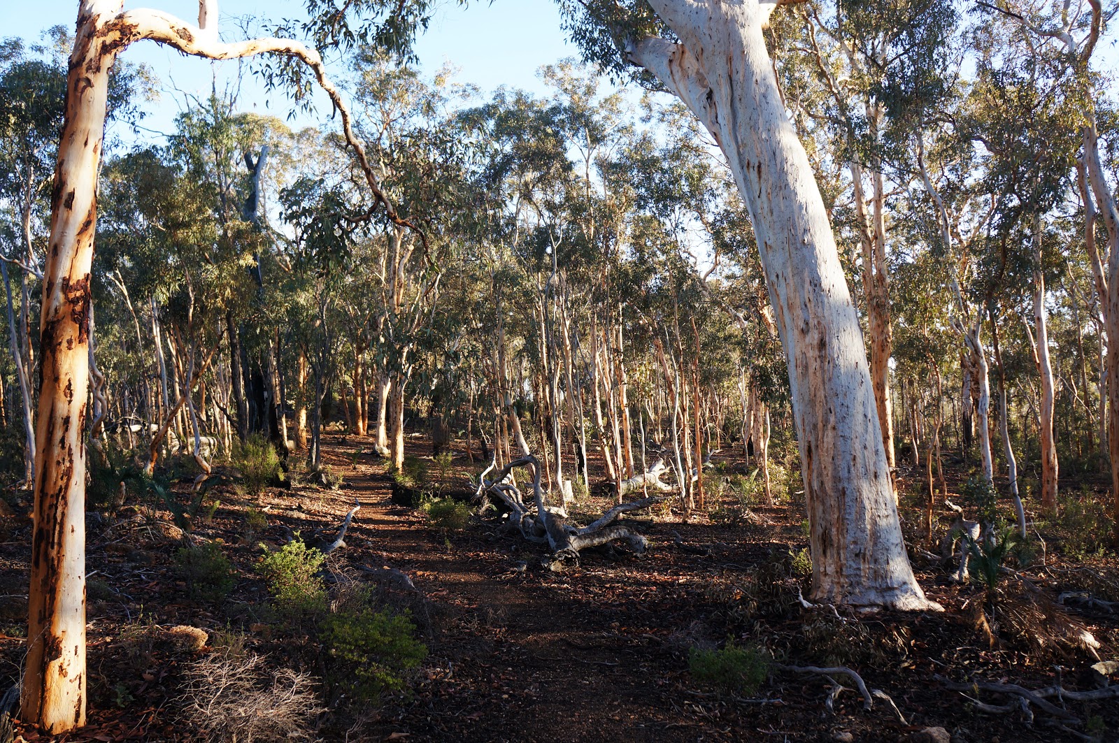 Numbat Track (Paruna Wildlife Sanctuary) ~ The Long Way's Better