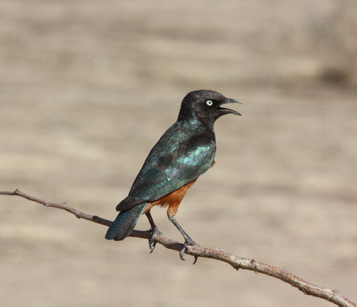 Ohio Birds and Biodiversity: The beauty of starlings