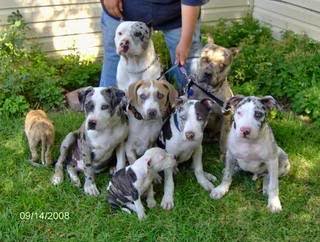 APBT.MX: MERLE: un color "exotico"?