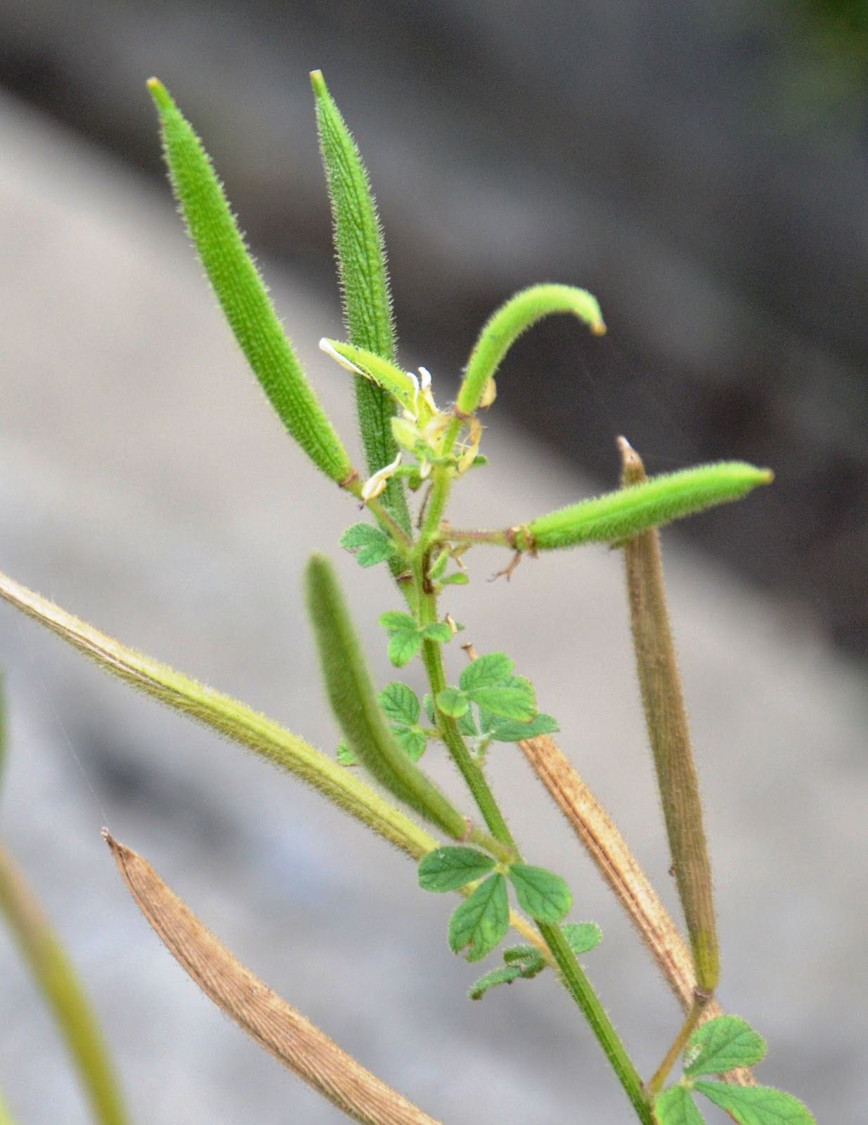 செட்டிக்கதிர்: கடுகு வகைகள்(mustard Category) வெண்கடுகு (White mustard ...
