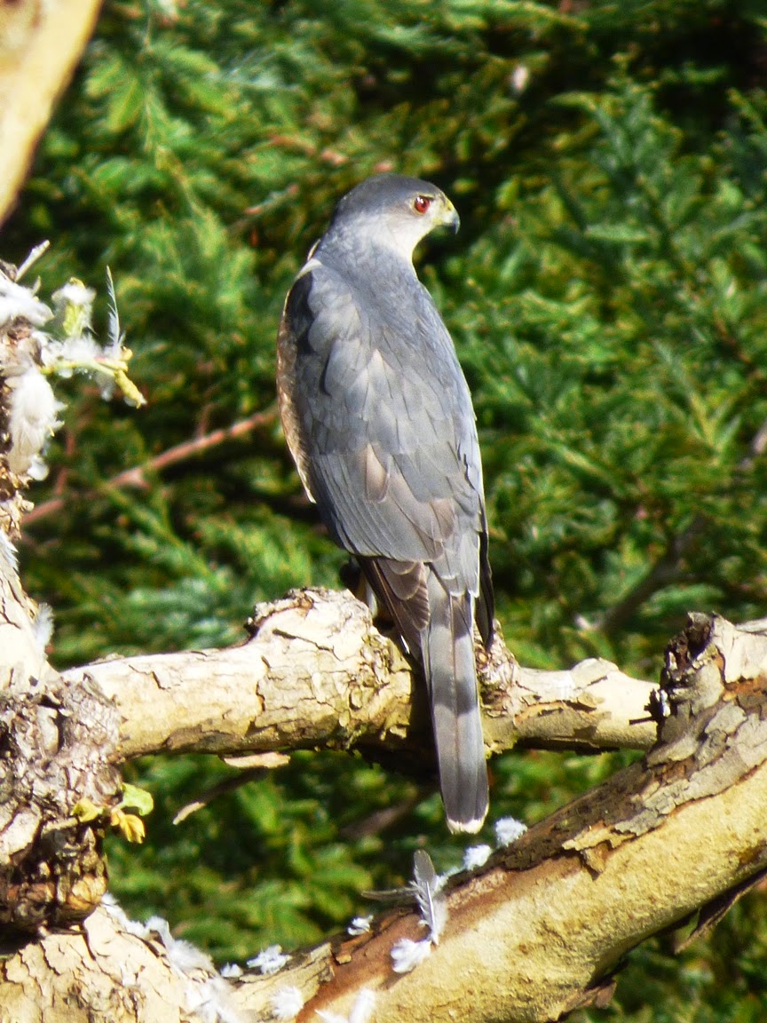 Geotripper's California Birds: Cooper's Hawk near Dry Creek in the ...