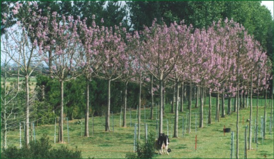 Cum comanzi paulownia? ~ Plante de copaci Paulownia