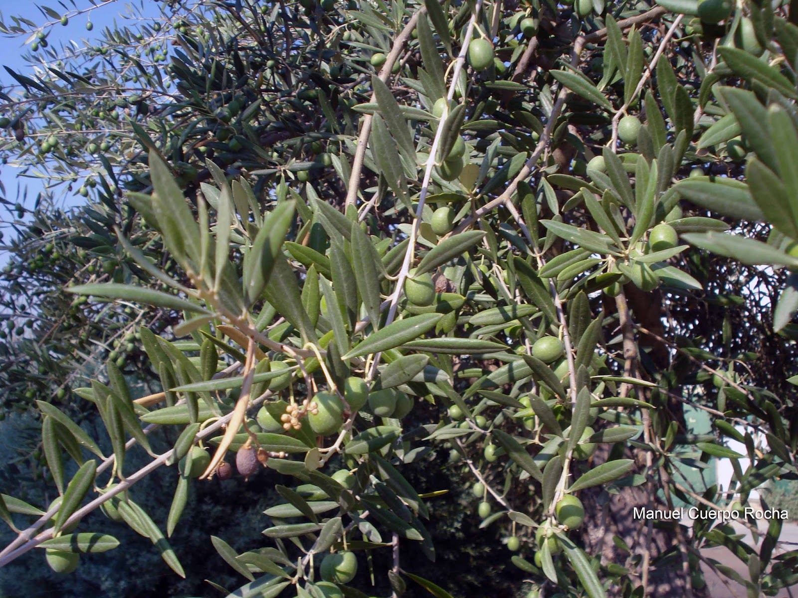 ÁRBOLES Y ARBUSTOS EN LAS CALLES DE MONTIJO: OLIVO.