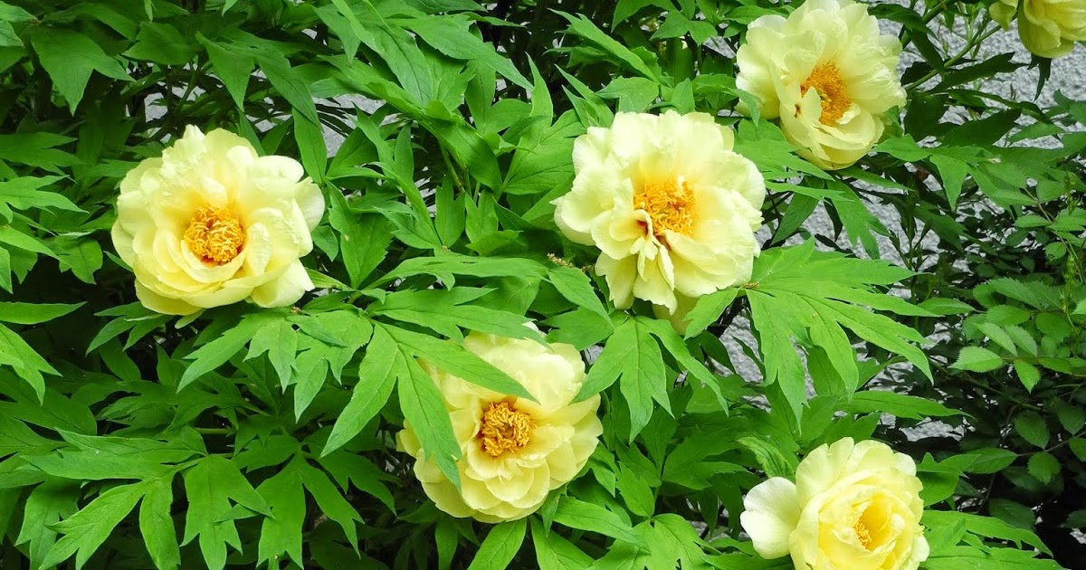 The Phytophactor: Friday Fabulous Flower - Yellow tree peony and friend