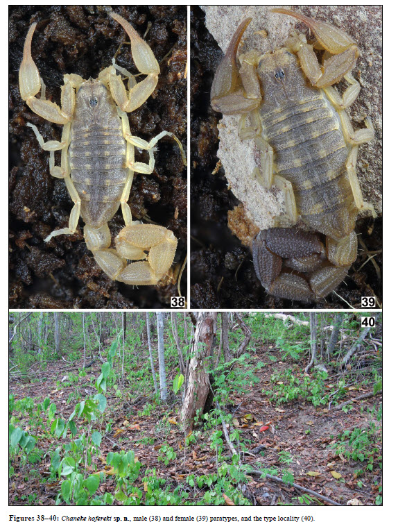 The Scorpion Files Newsblog: Two new species in the "micro-scorpion ...