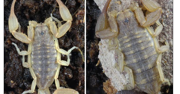 The Scorpion Files Newsblog: Two new species in the "micro-scorpion ...