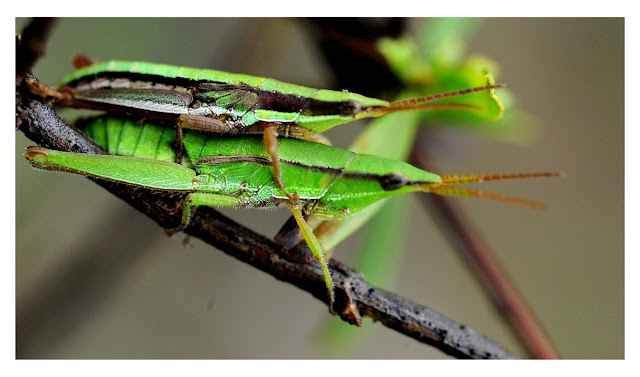 The Green Ogre: Monsoon Mating Mania