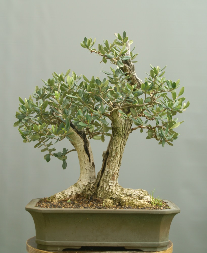 gal bonsai blog: Olea o. - maslina