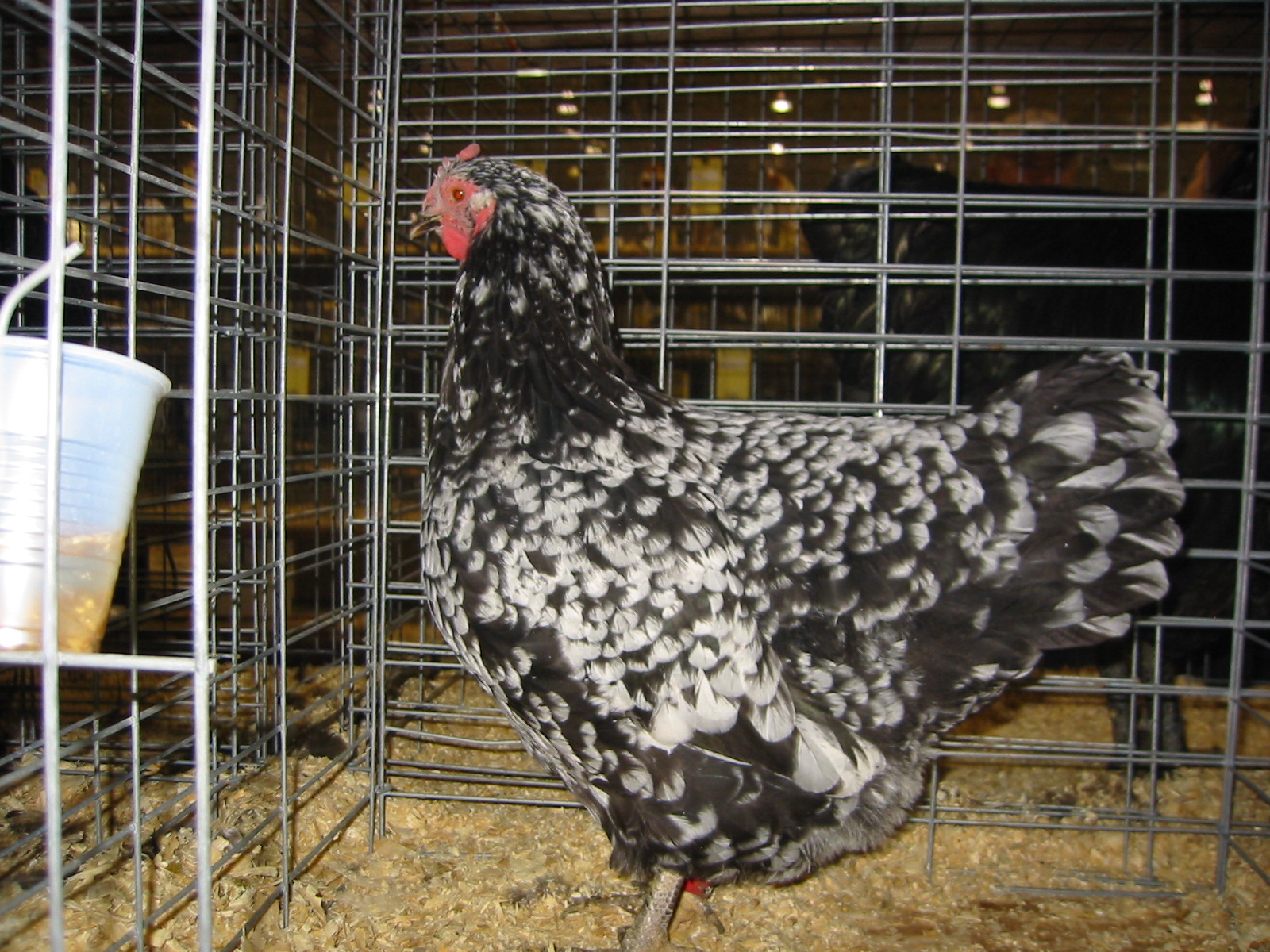 Java breeders: Java Winners from The Crossroads Show