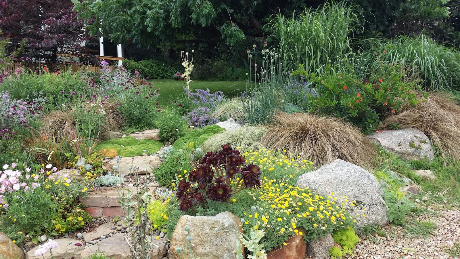 a little gentian: Artist Clare James