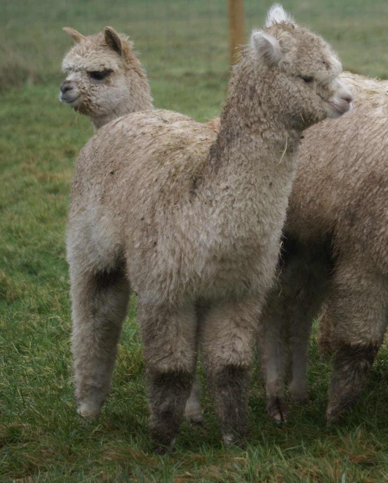 Barbara @ Beck Brow Alpaca Blog: Tiger Feet...That's Right!