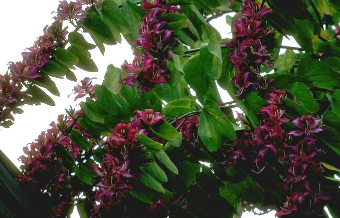 Tamil Cliparts: Flowers - 4