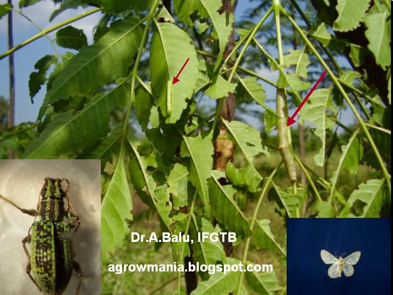 Agroforestry - A blog on Agrihortisilviculture: Insect pests of Melia ...