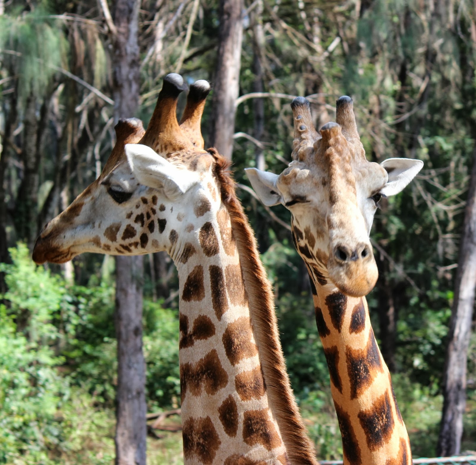 A Girl's Gotta Fly: Feeding the Giraffes at Haller Park - September 28 ...