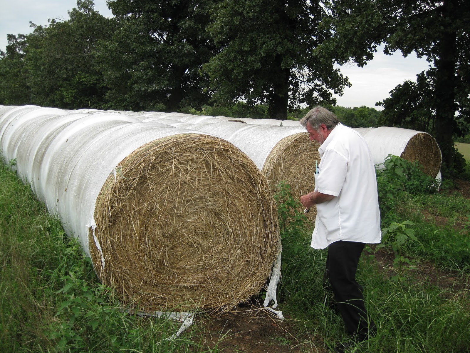 White House Farms: Dairy Haylage