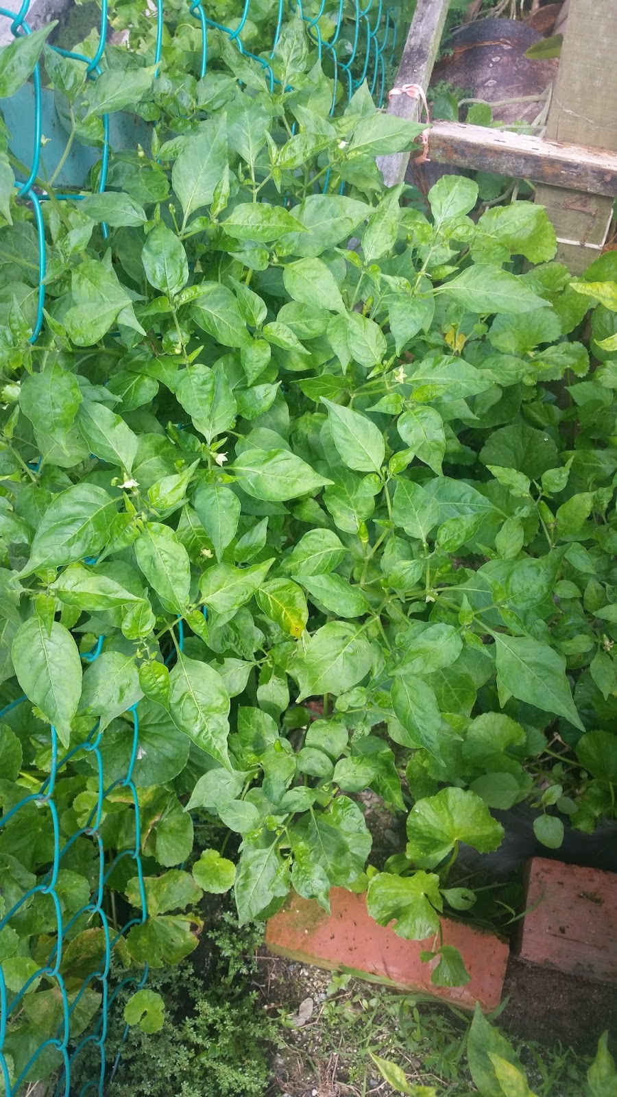 Warisan Petani: Pokok Cili Padi.